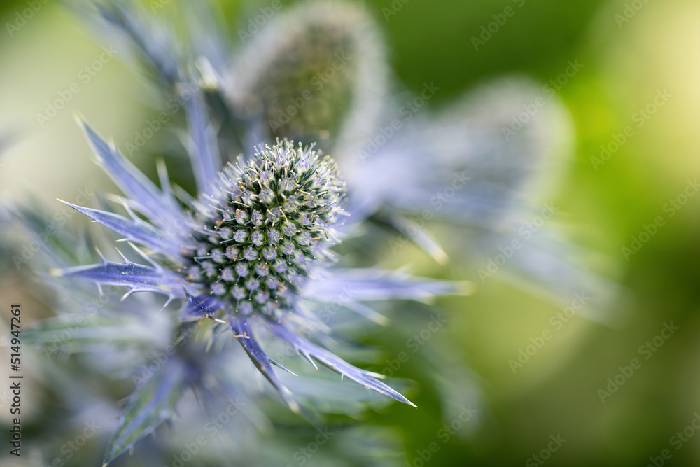 Blüten der Edeldistel Mannstreu (Eryngium) Stock Photo | Adobe Stock