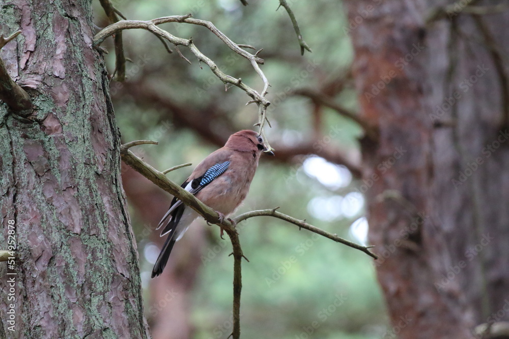 A very rare Eurasian Jay bird sitting on a branch in Pine Woods. The ...