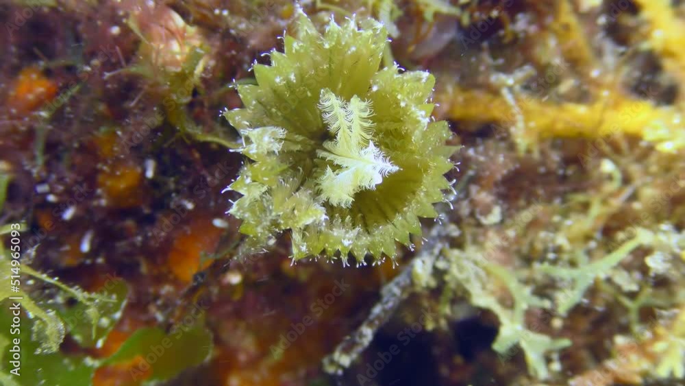 A young Peacock worm or Peacock feather duster worm (Sabella pavonina ...