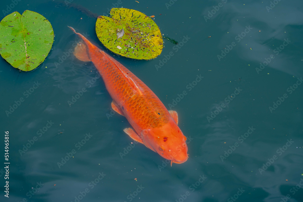 Selective focus of wild fish (Freshwater) swimming underwater in the ...