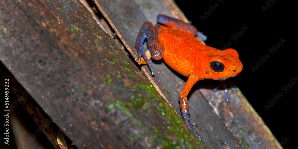 Dart Poison Frog, Blue Jeans, Oophaga pumilio, Dendrobates pumilio ...