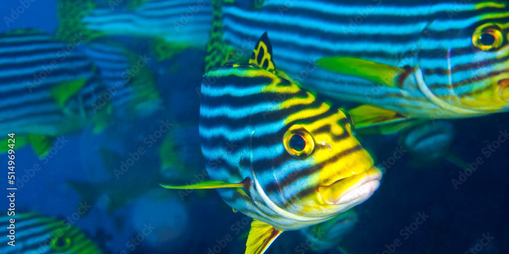 Photo & Art Print Striped Oriental Sweetlips, Plectorhinchus orientalis ...