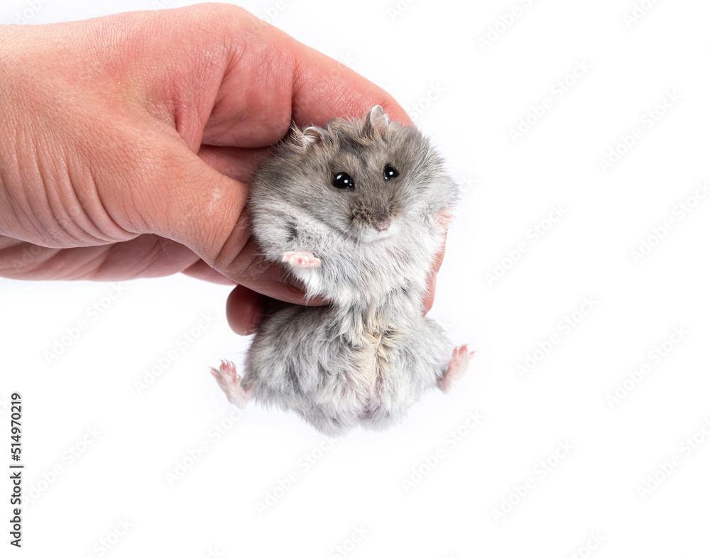 Male Hamster