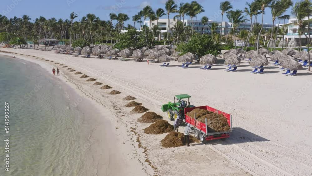 Local Workers Cleaning Pile Of Seaweeds On The Beach Resort Then Load ...
