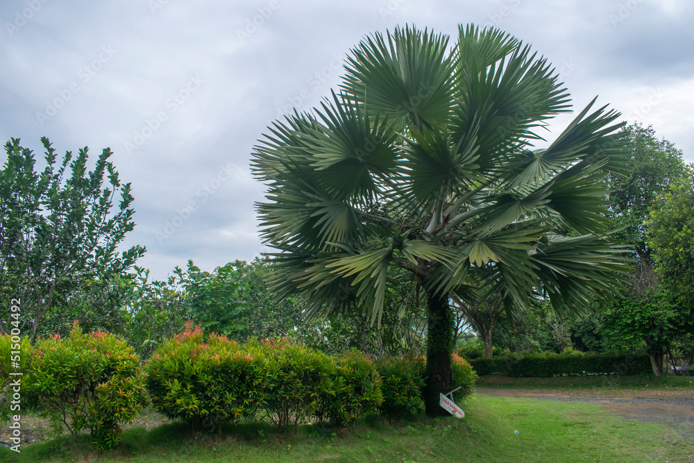 Exotic Palm Trees - The Bismarck Palm Tree - "Bismarckia Nobilis ...