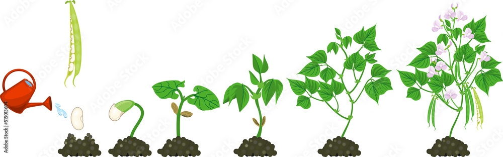 Life cycle of bean plant. Growth stages from seeding to flowering and ...