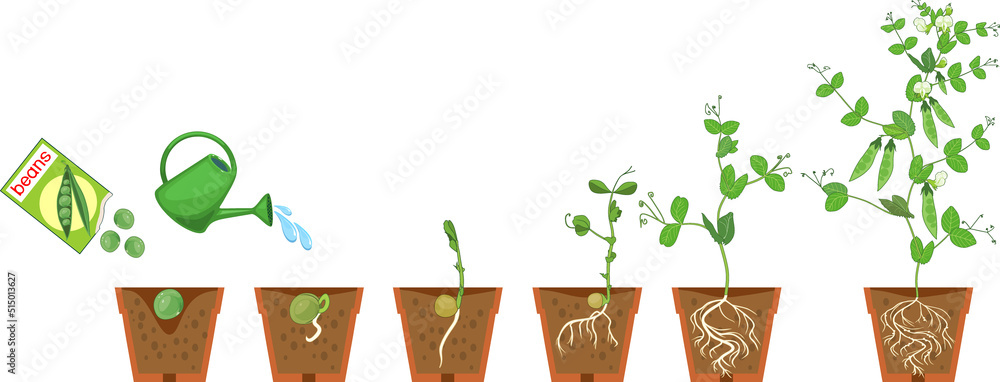Life cycle of pea plant. Growth stages from seeding to flowering and ...