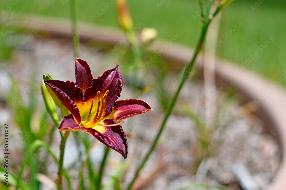 Classic red day lily, Hemerocallis 'Red Magic' which produces blooms of ...