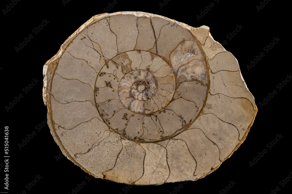 cross section of carbonated ammonite fossil Stock Photo | Adobe Stock