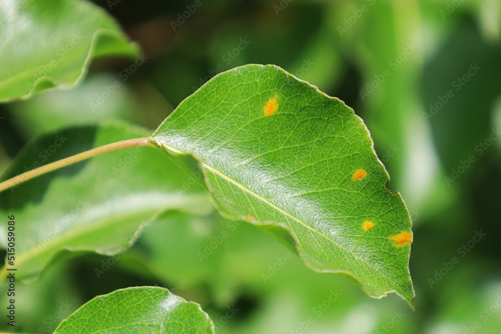 Fotka „Disease of pear trees close-up. Damage Fruit tree. Sick leaf of ...