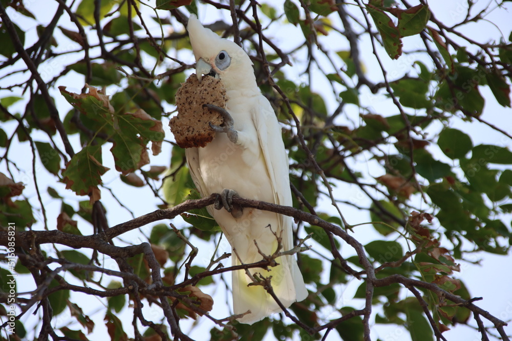 Little Corella (Cacatua sanguinea), aka Short-billed Corella, Darwin ...