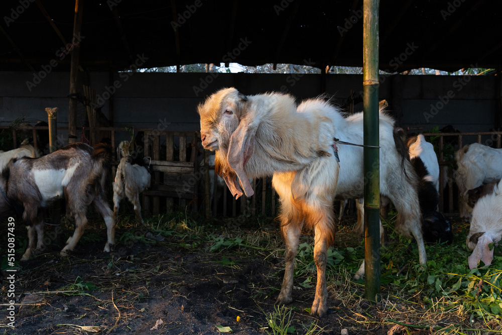 Foto de Capra aegagrus hircus is a subspecies of goat that is bred in ...