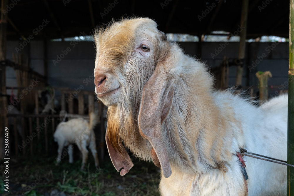 Foto de Capra aegagrus hircus is a subspecies of goat that is bred in ...