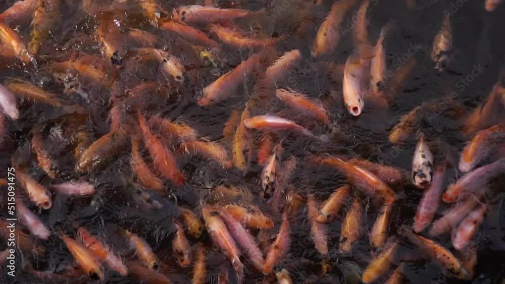 Fresh water pond for fish cultivation and development contains lots of ...