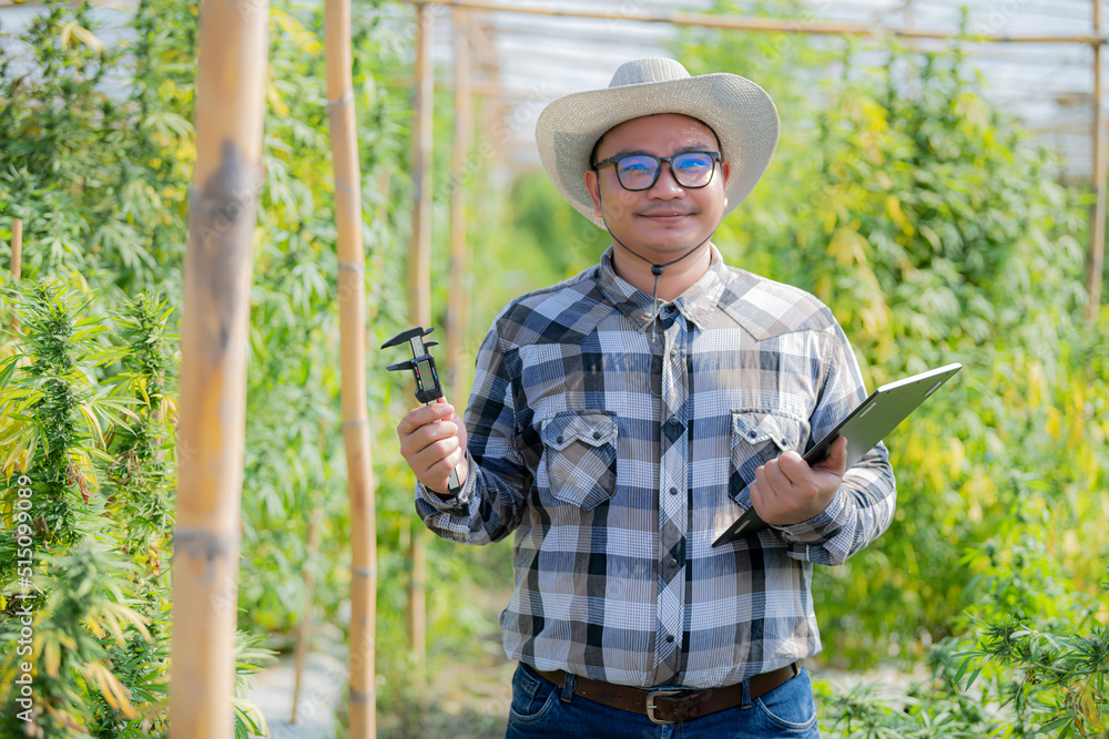Horizontal calipers measure the size of cannabis flowers. The concept ...