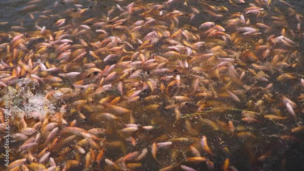 Fresh water pond for fish cultivation and development contains lots of ...