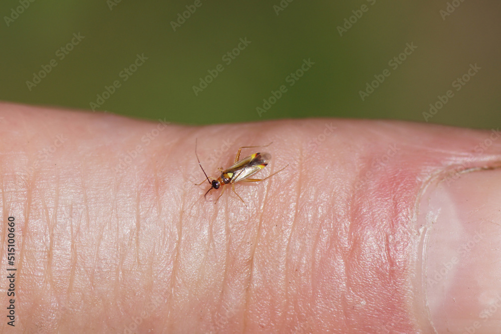 Campyloneura virgula. Tribe Dicyphini. Subfamily Bryocorinae. Family ...