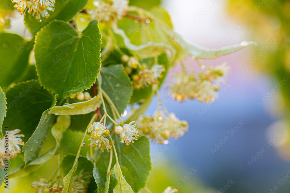 Linden yellow blossom of Tilia cordata tree (small-leaved lime, little ...