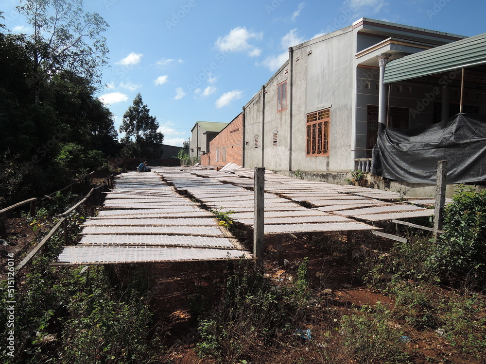 rice noodles production in traditional way and drying out at the sun in ...