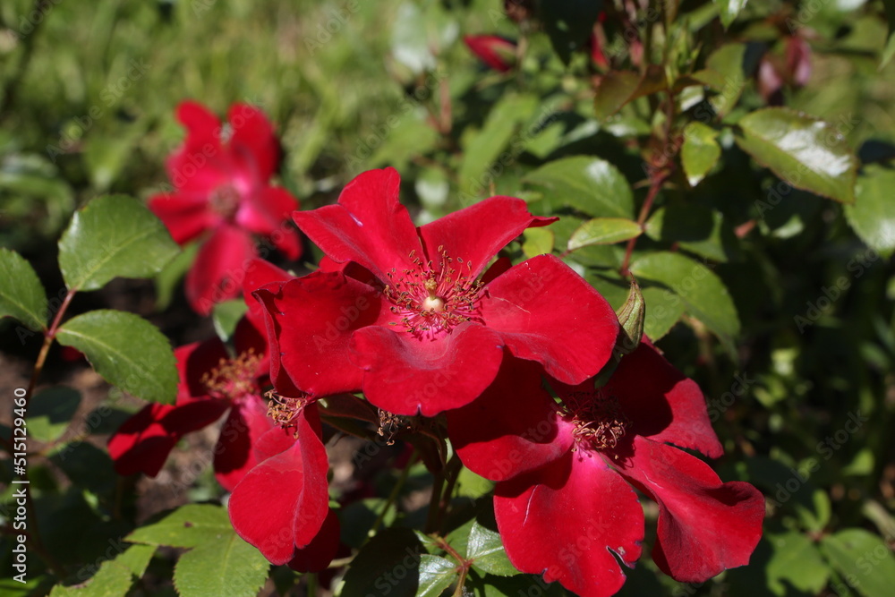 Red roses (grade Cricket, De Ruiter Innovations B. V.) in Moscow garden ...