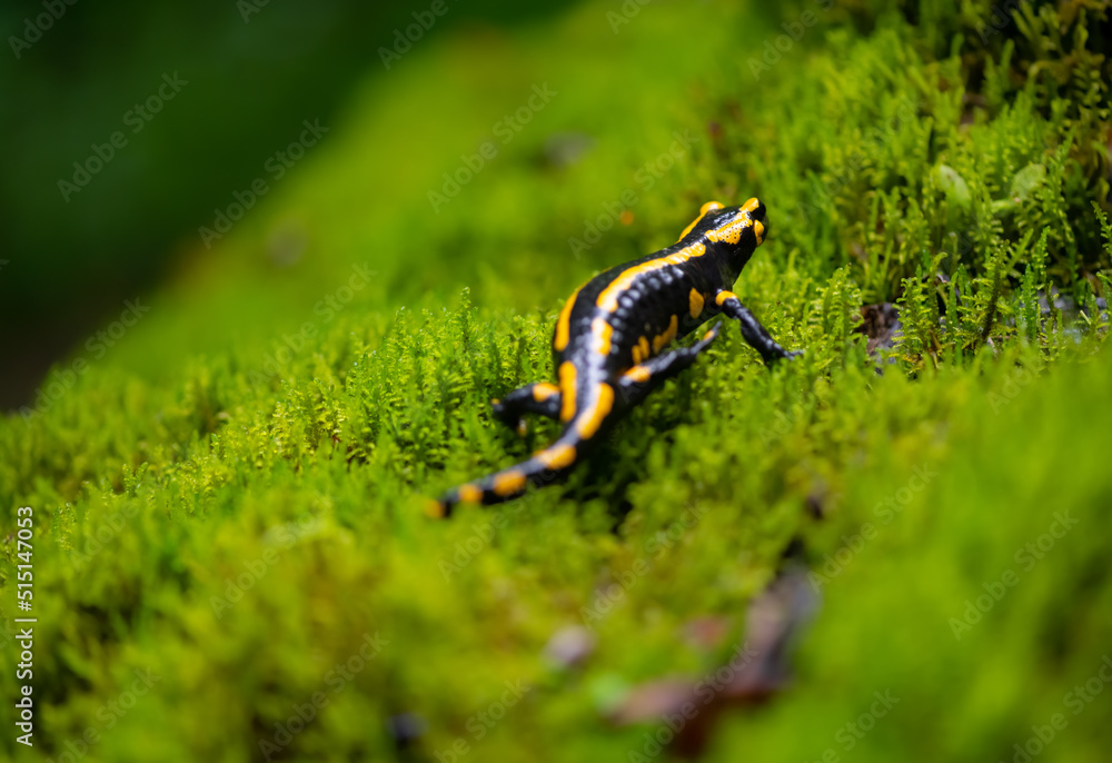 Fire salamander (Salamandra salamandra) is the best-known salamander ...