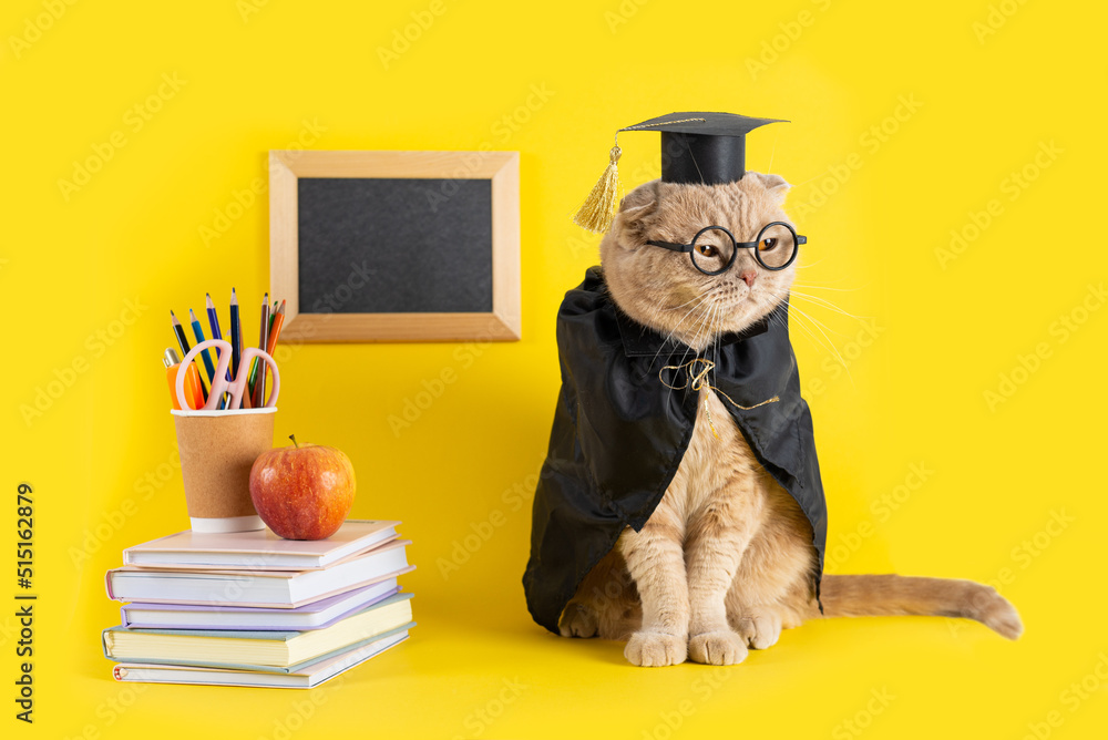 Grumpy cat student on yellow background with books and blackboard. Back ...