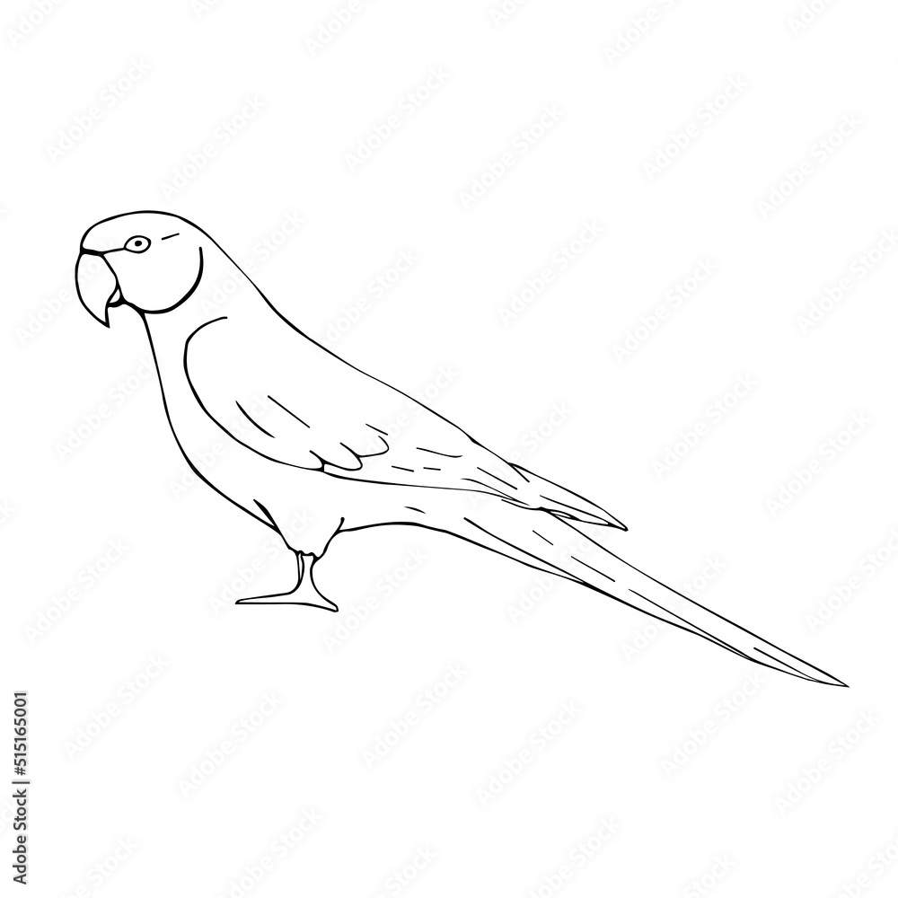 Vector hand drawn doodle sketch Indian ringneck parrot isolated on ...