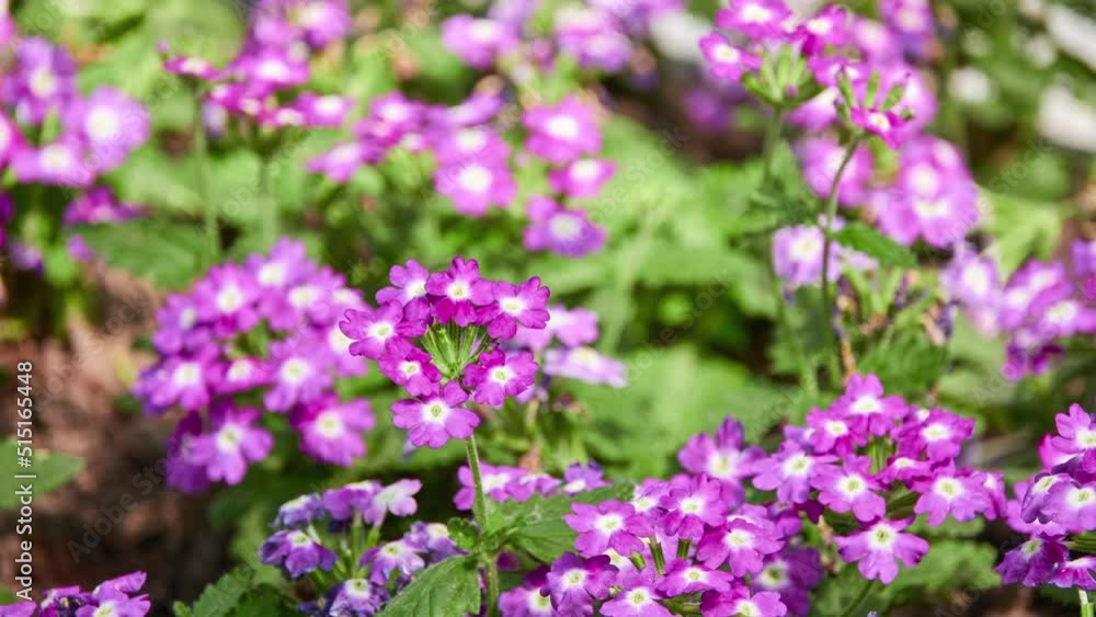Verbena rigida, known as slender vervain or tuberous vervain, is ...