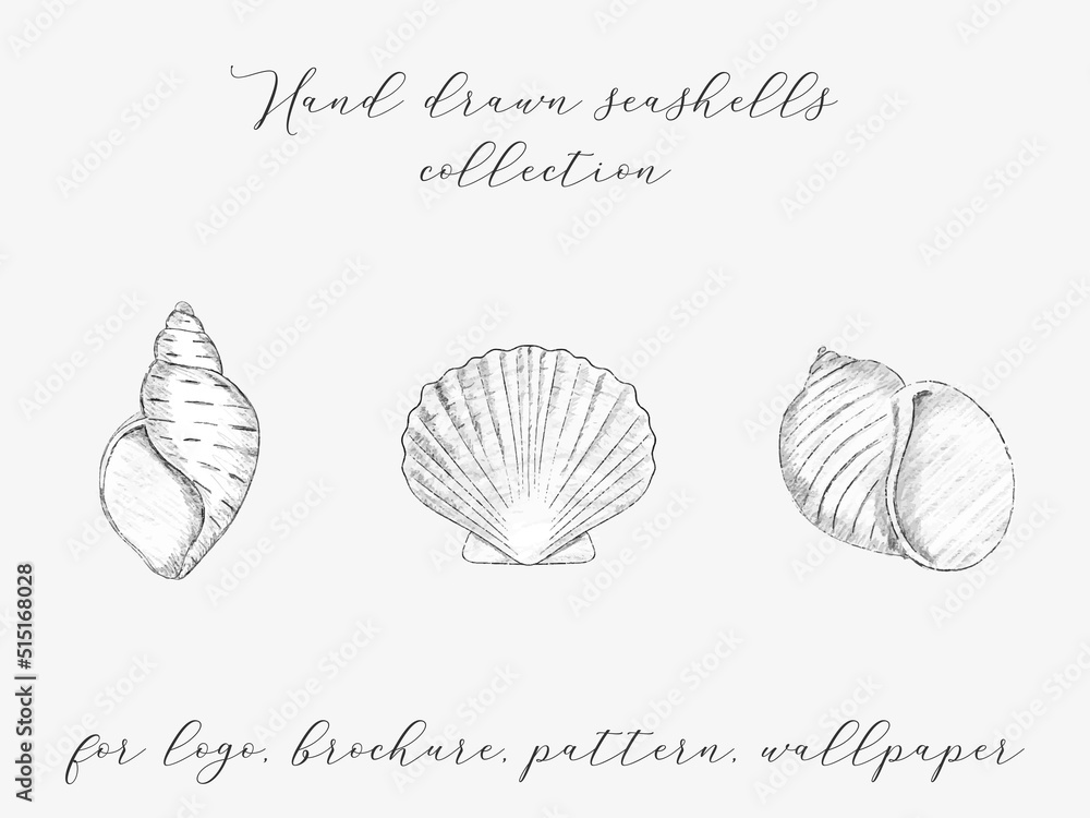 Vintage Seashell Drawing