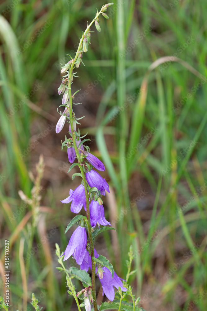 Macrophotographie de fleur sauvage - Campanule fausse raiponce ...