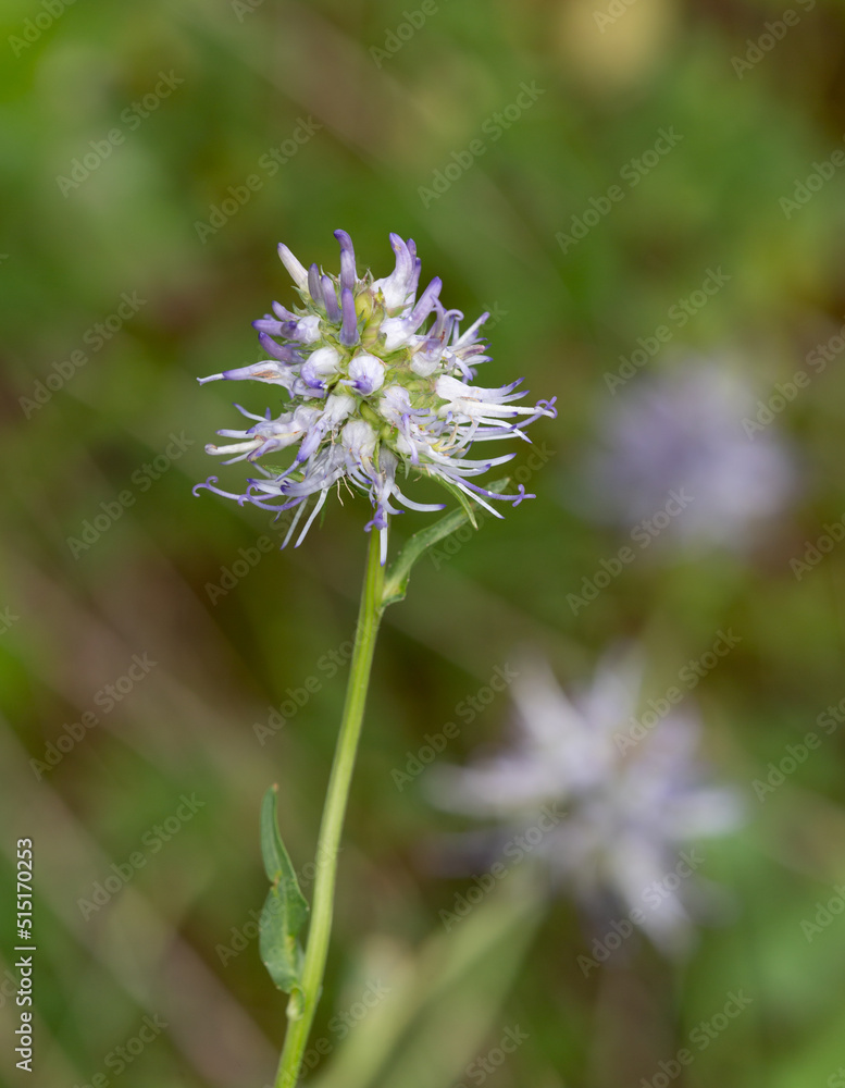 Macrophotographie de fleur sauvage - Raiponce à feuilles de bétoine ...