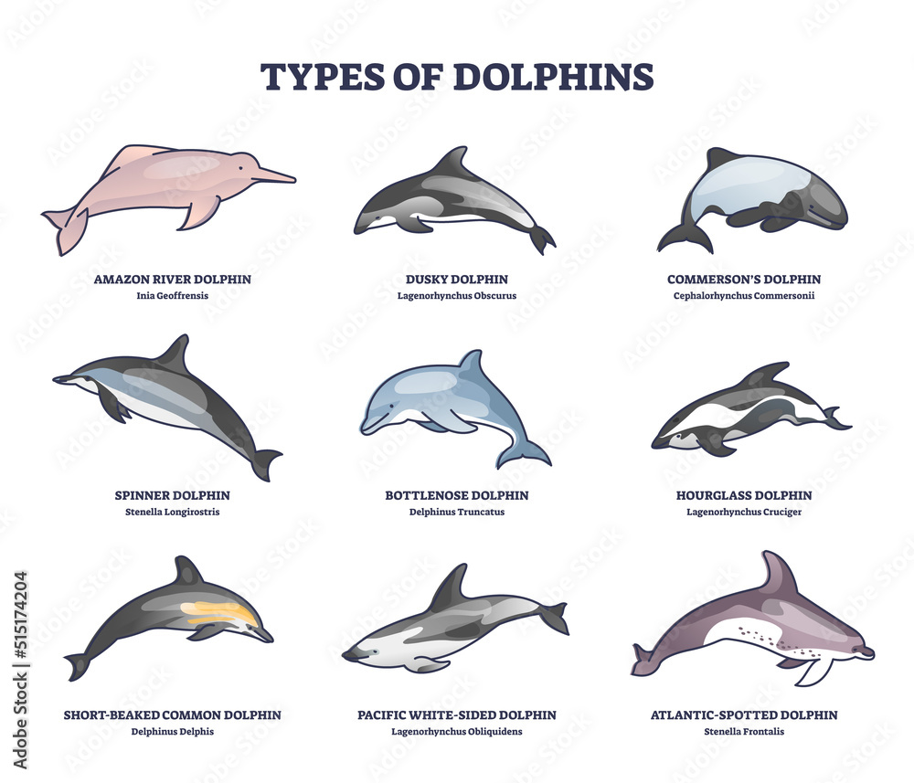 Types of dolphins and swimming mammals species outline collection ...