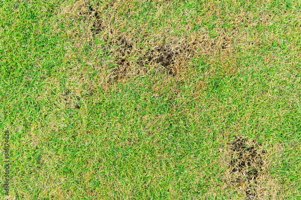 A patch is caused by the destruction of fungus Rhizoctonia Solani grass ...