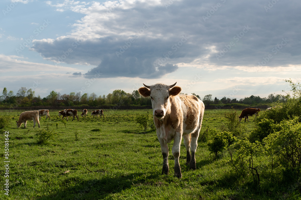 Cow stand in pasture and stare, dramatic light, cattle farming Stock ...