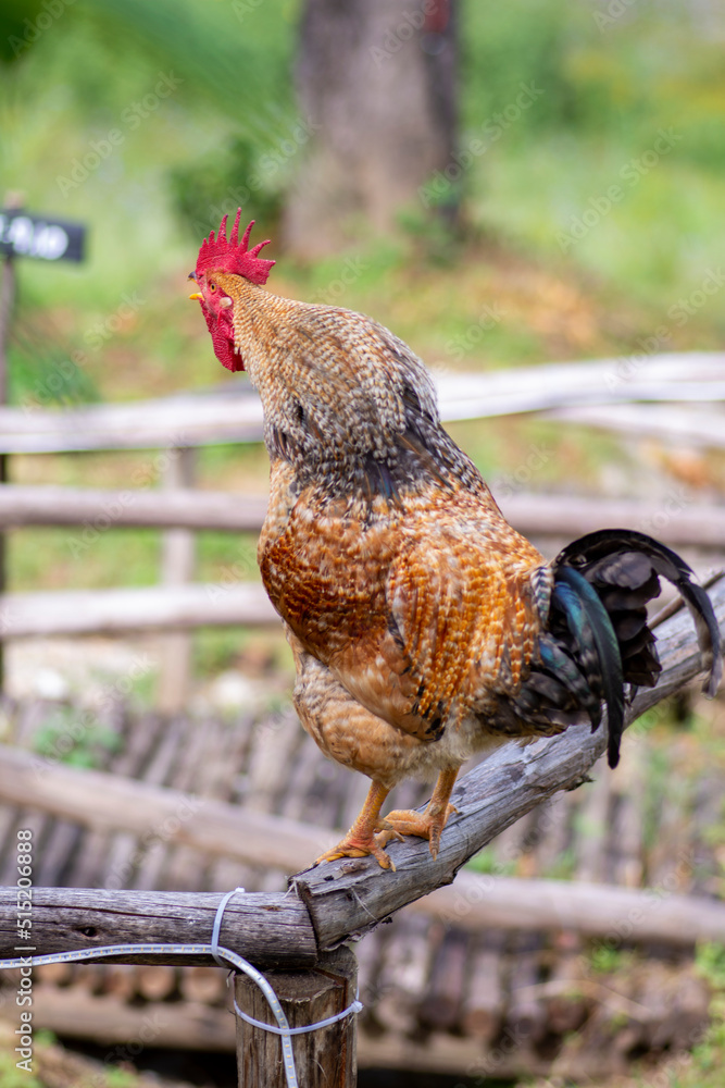 Rooster or cock is a term for an adult male bird, and a younger male ...