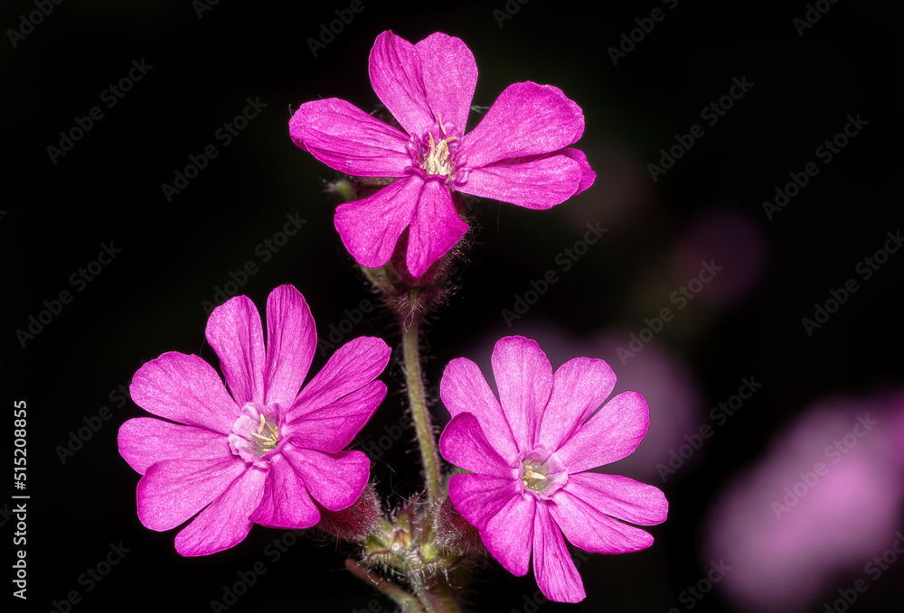 English maiden - Silene dioica, syn. Melandrium rubrum, also known as ...