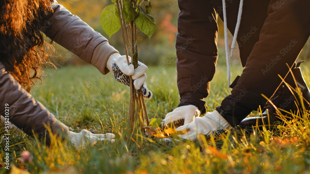 Unrecognizable group people activists plant trees in autumn park ...