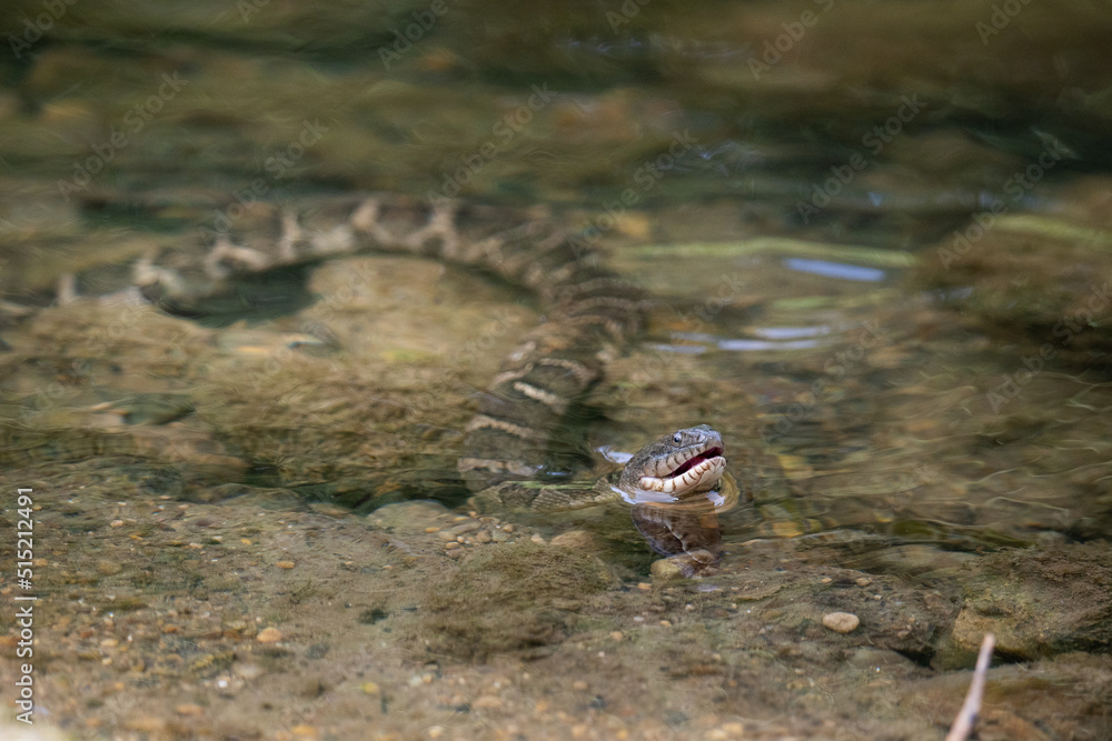Common Watersnake with mouth open in river Stock Photo | Adobe Stock