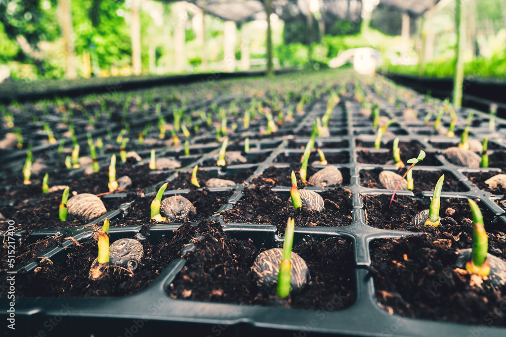 Oil palm agriculture industry concept. Cultivation of oil palm trees ...