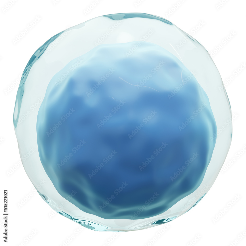 Lymphocyte . White blood cells with transparency membrane and large ...