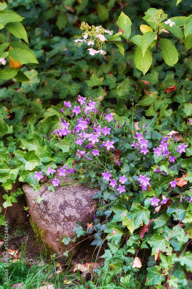 Purple bluebell flowers in lush garden in summer. Voilet plants growing ...