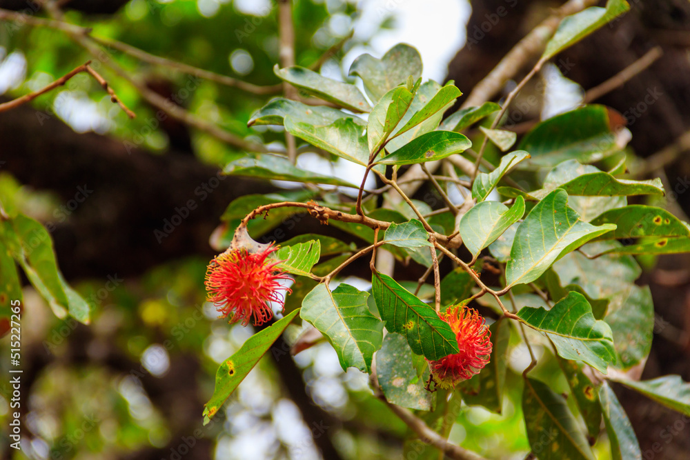 Lychee fruit growing on a tree in spice farm in Zanzibar, Tanzania ...