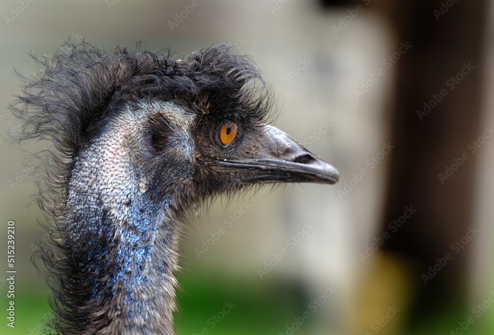 The emu is the second-largest living bird by height, after its ratite ...