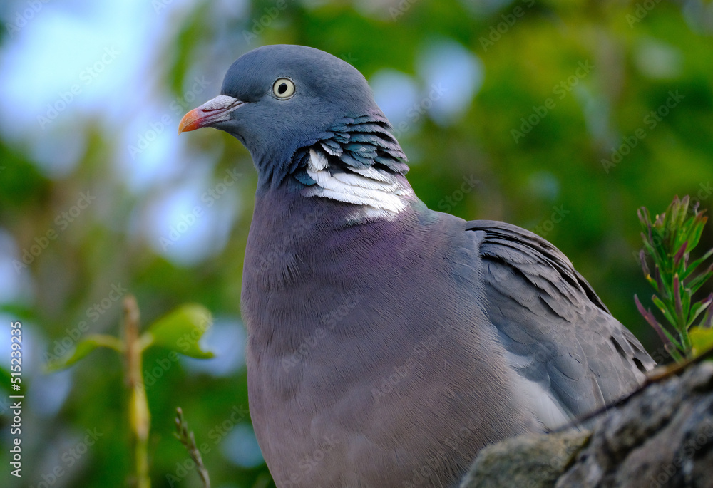 The common wood pigeon or common woodpigeon, also known as simply wood ...