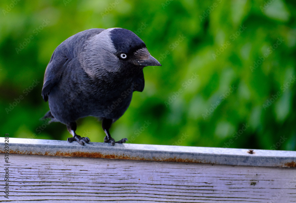 The western jackdaw, also known as the Eurasian jackdaw, the European ...