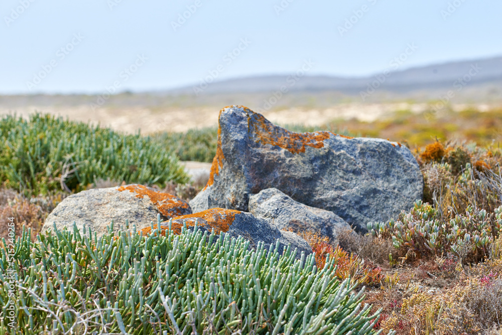 Fynbos plants growing in remote landscape around granite rock in Cape ...