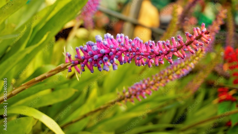 Beautiful closeup of flower from plant Aechmea gamosepala also known as ...