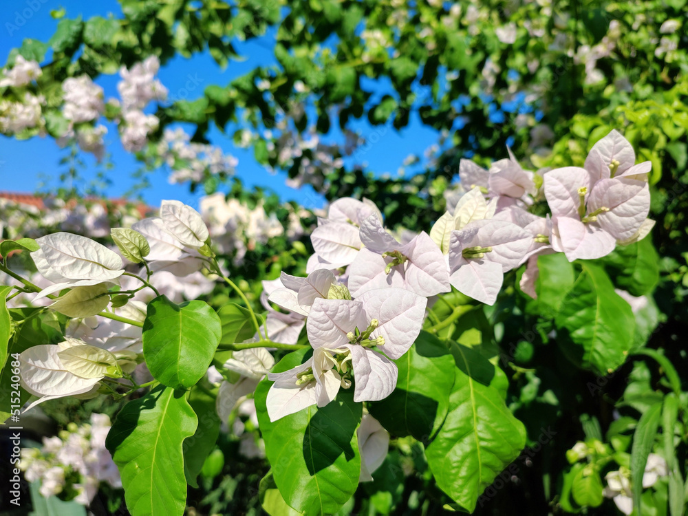 Paperflower: a species of Bougainvillea, also known as Paper flower ...
