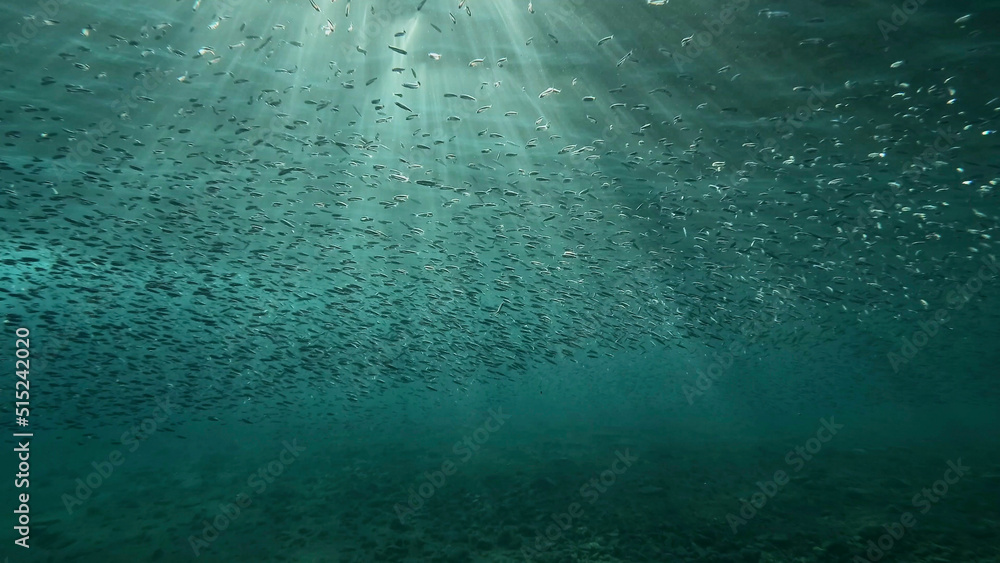 Poster Large school of small fish swims under surface of water in the ...