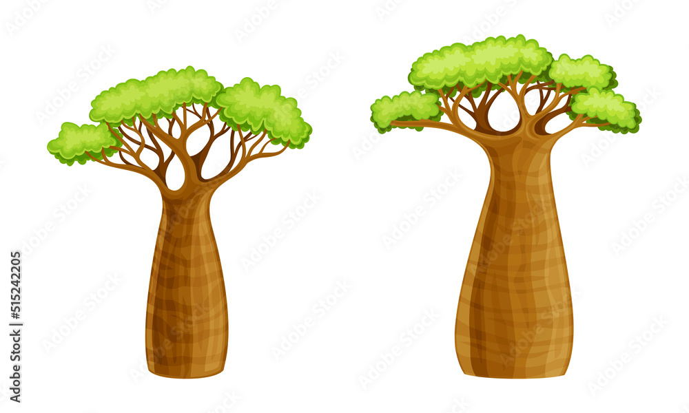 Baobab trees, powerful African plant with green leaves cartoon vector ...